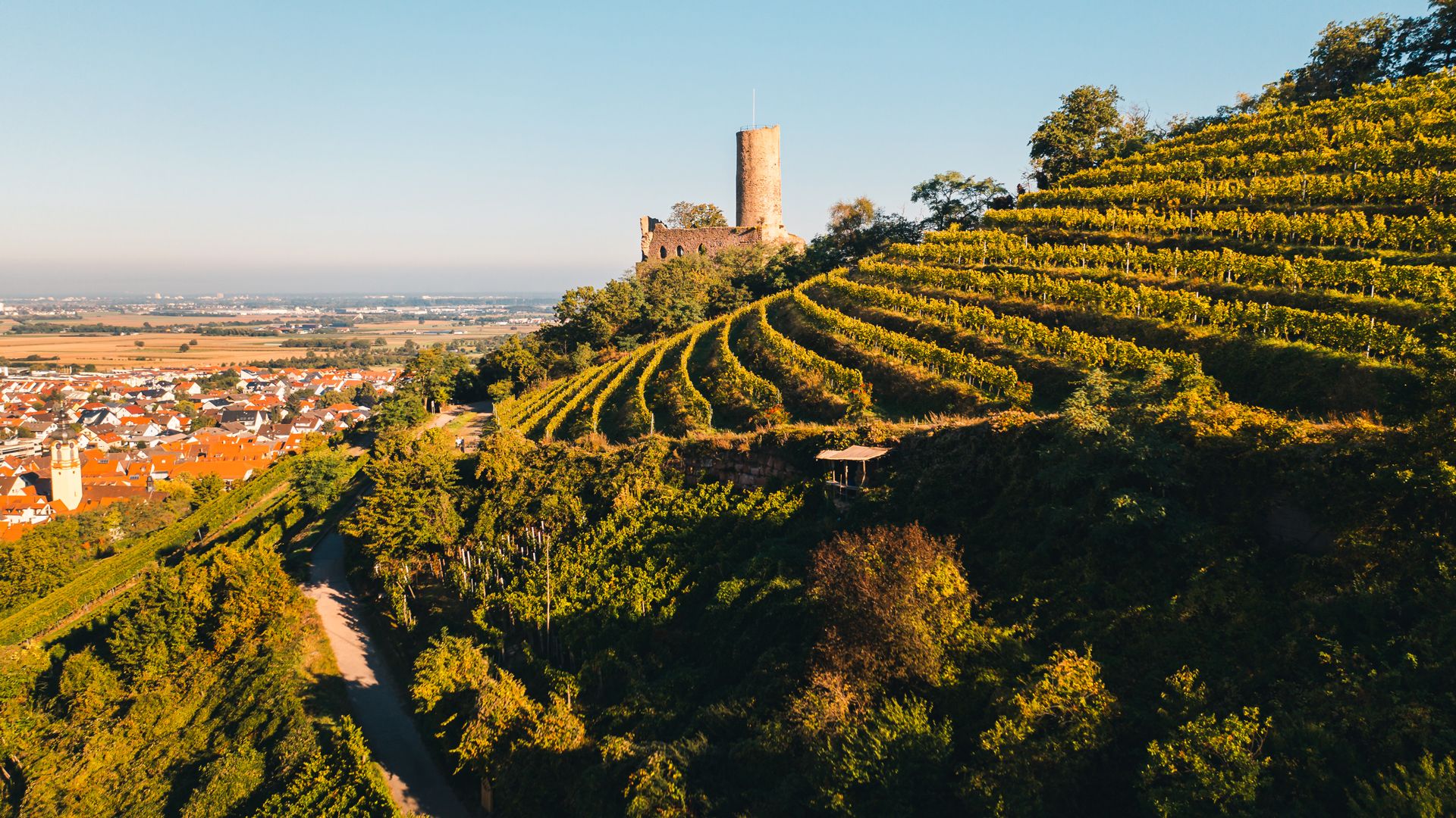 Genuss Bergstraße - Winzergenossenschaft Schriesheim